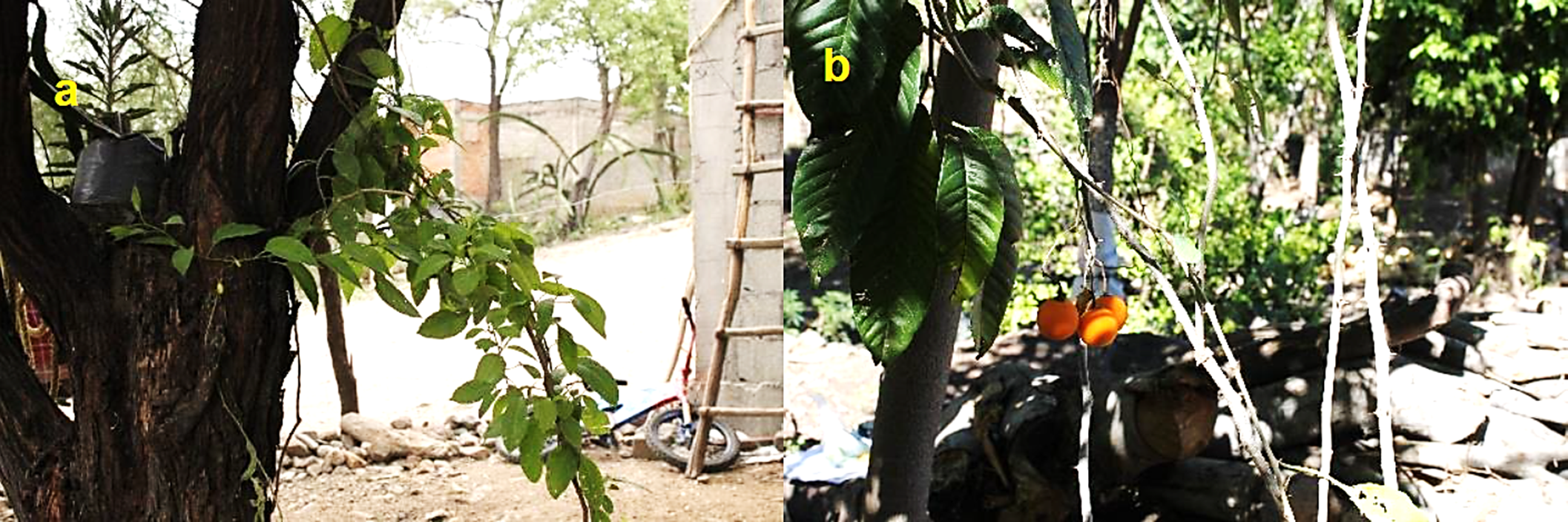 Caracterización de frutos de cuatomate ( Solanum glaucescens Zucc.) en ...