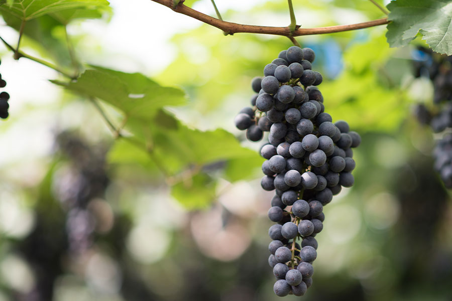 Taninos: ¿antinutrientes o moléculas con potencial benéfico? - Centro ...
