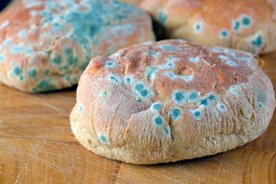 Alimentos con hongos, ¿los puedo consumir? - Centro de Investigación en ...