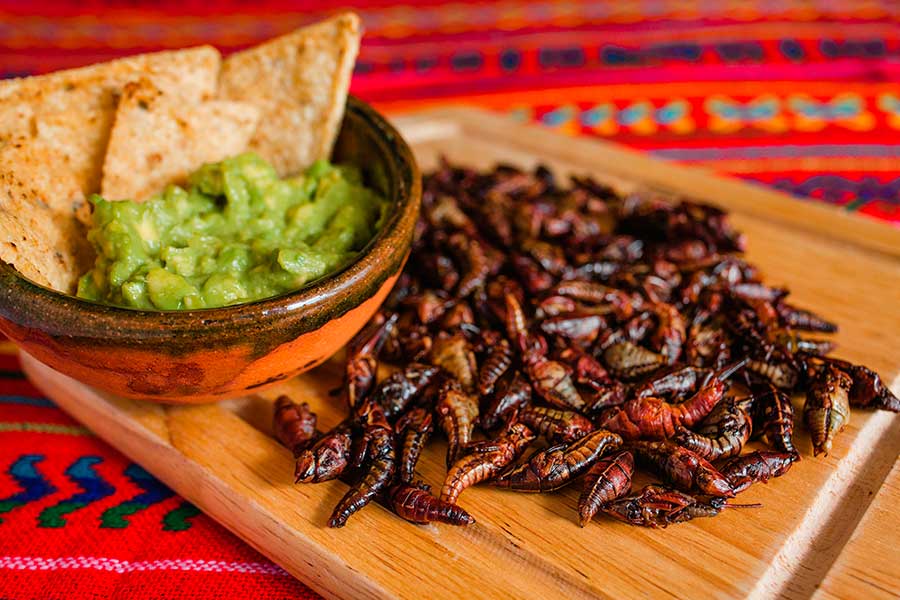 Insectos comestibles: una fuente sustentable de proteína - Centro de ...