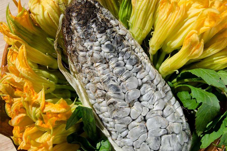 Huitlacoche, una delicia ignorada - Centro de Investigación en ...