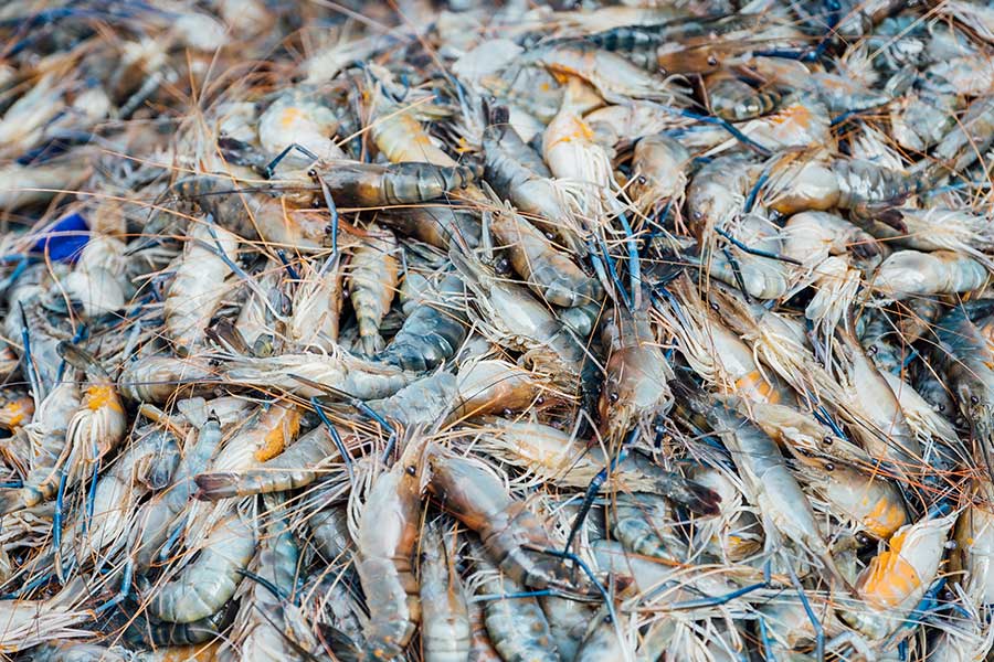 El camarón y su continuidad como parte de nuestra vida - Centro de ...