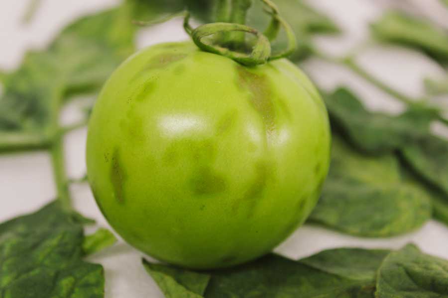 El cultivo de tomate en México, retos y oportunidades frente a ...