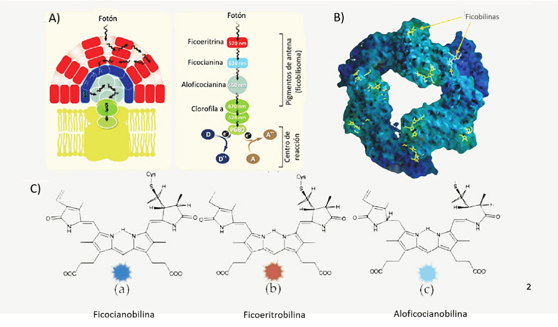 Hacia una quimioterapia más segura: la revolución de los metalofármacos ...